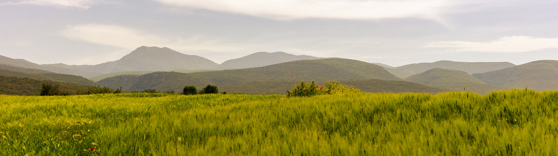 Mount Othrys | Klio Tea