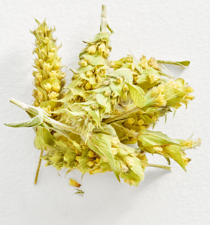 Greek Mountain Tea (Mount Olympus) | Klio Tea